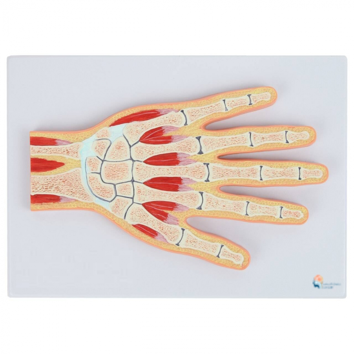 Myaskro Joint Cross-Section Anatomy Model Bundle